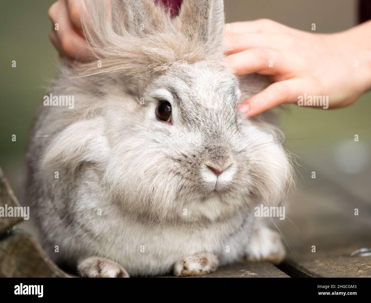 Hand of a child caressing a white rabbit in sunlight Stock Photo - Alamy