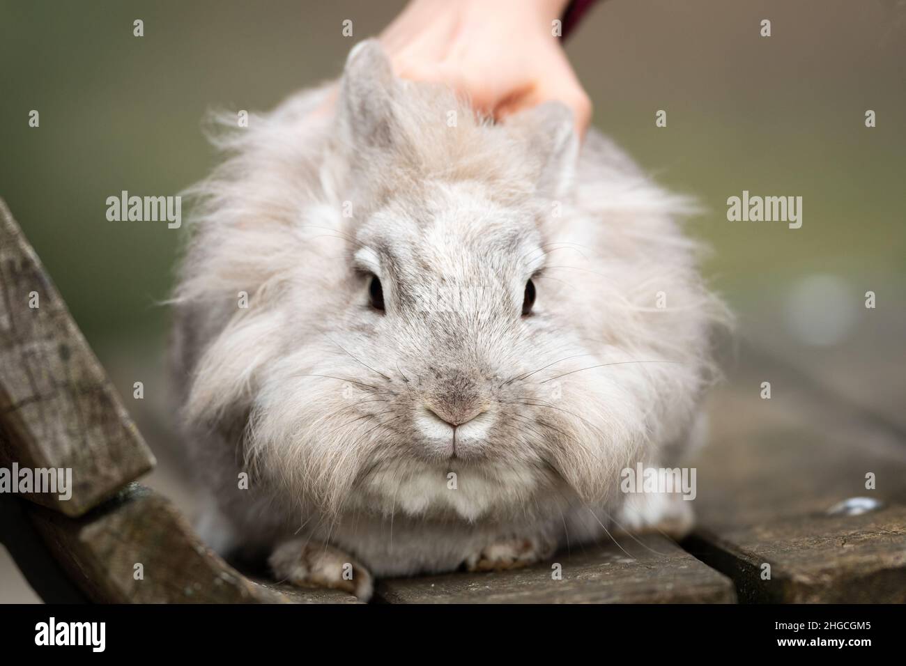 Hand of a child caressing a white rabbit in sunlight Stock Photo - Alamy