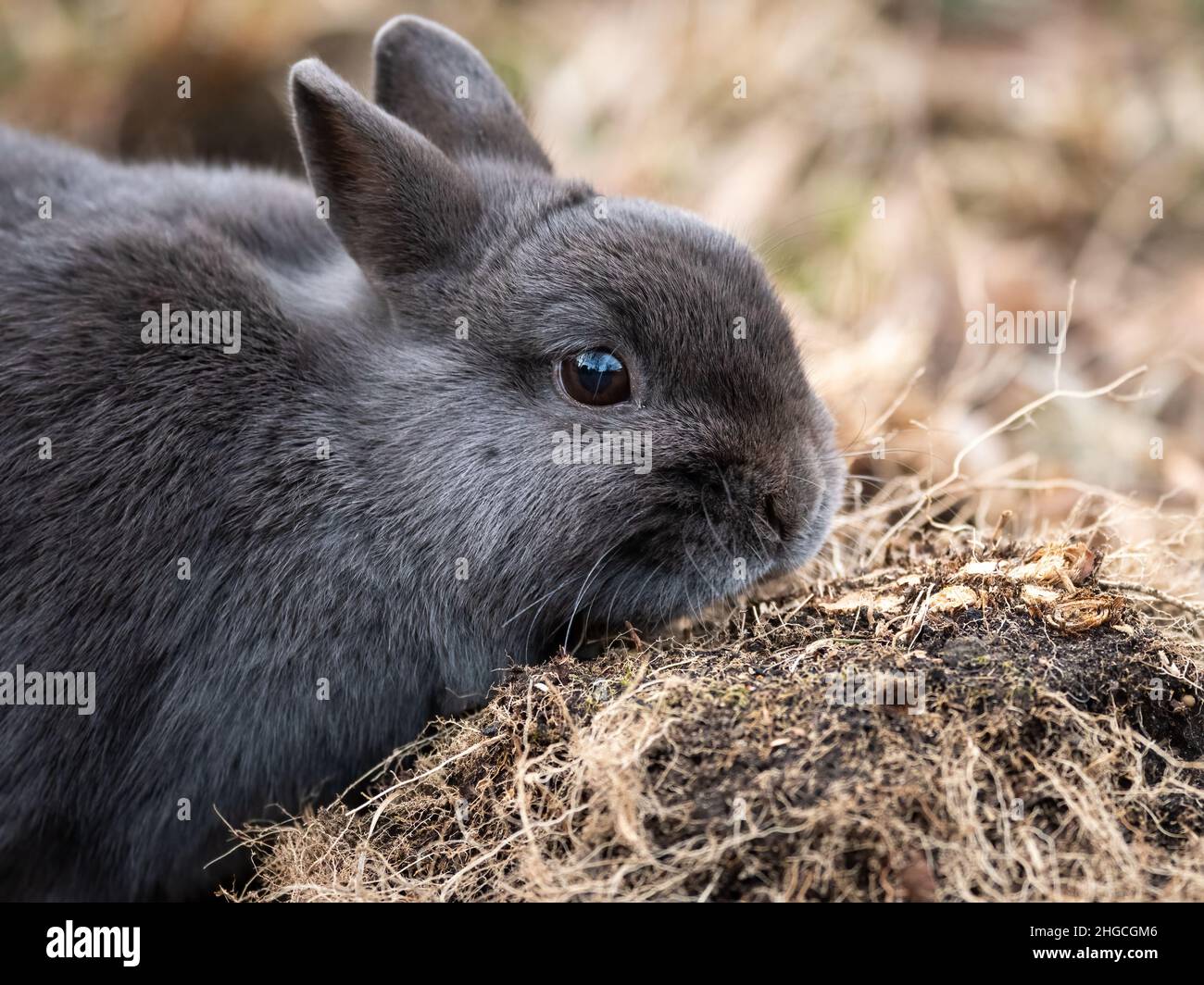 A grey dwarf rabbit taking in the grass Stock Photo - Alamy