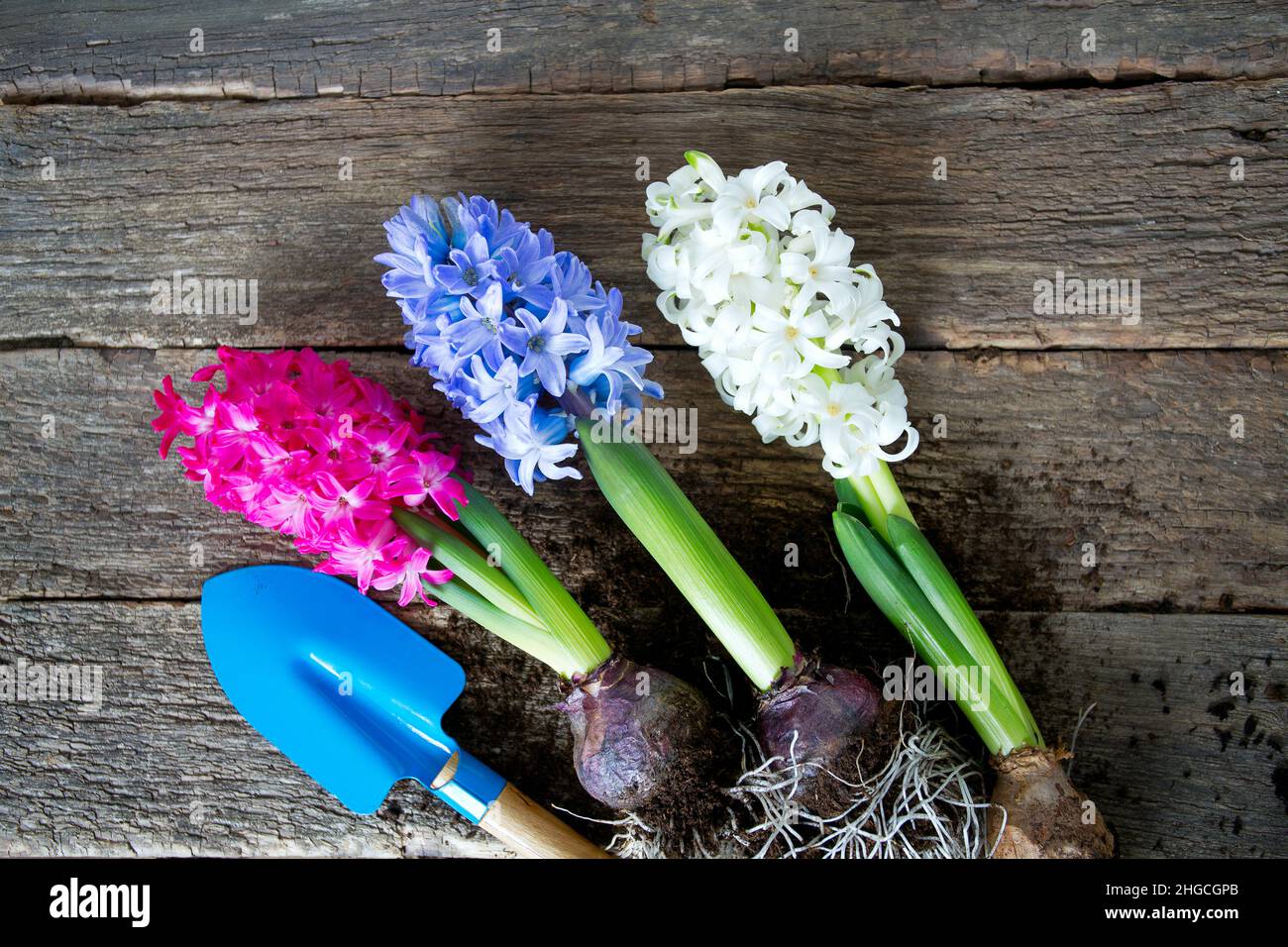 Spring flower frame hyacinths hi-res stock photography and images - Alamy