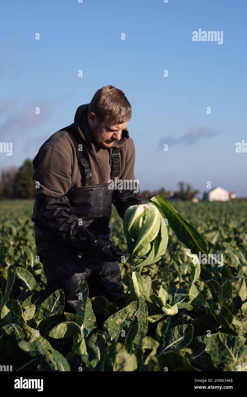 Lincolnshire farming workers hi-res stock photography and images - Alamy