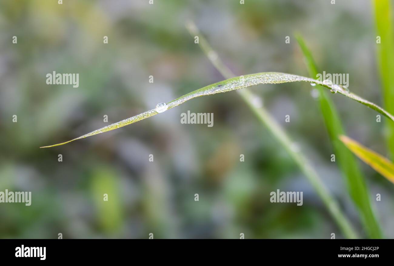 Water Drops on a curved green rice leaf in the early winter morning ...