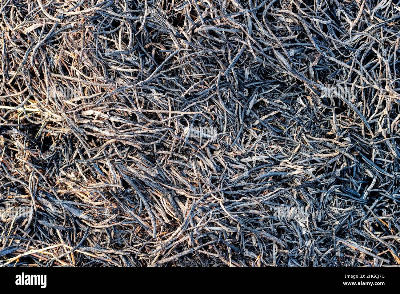 Close up top view of burnt straw and ash on agricultural land Stock ...