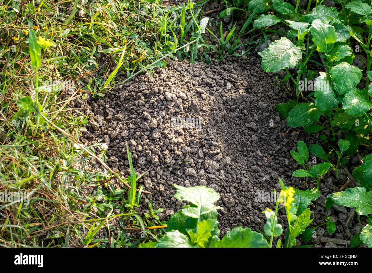 Rat cave beside the mustard field close up shot Stock Photo - Alamy