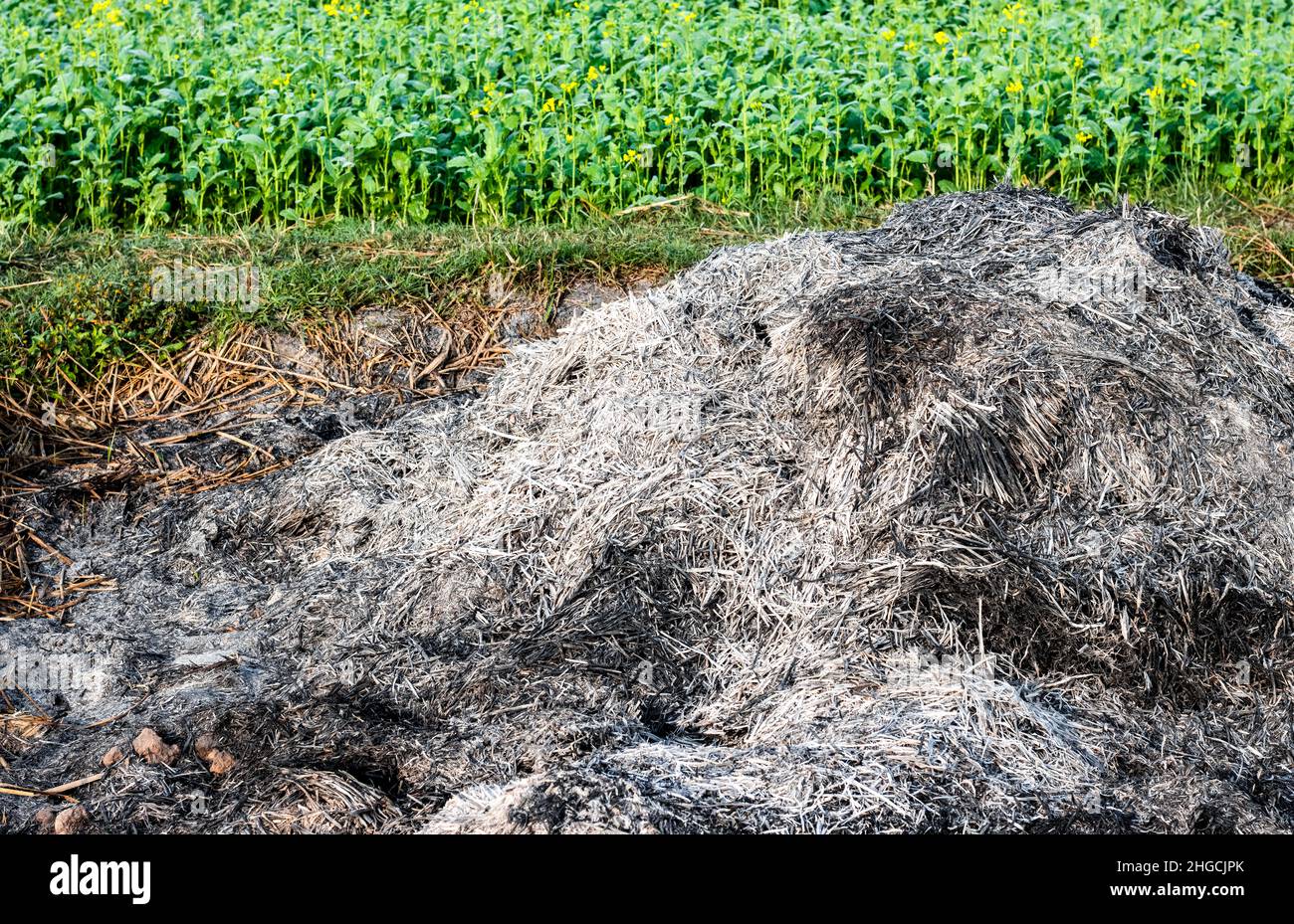 A pile of burnt straw and ash near the agricultural land close up Stock ...