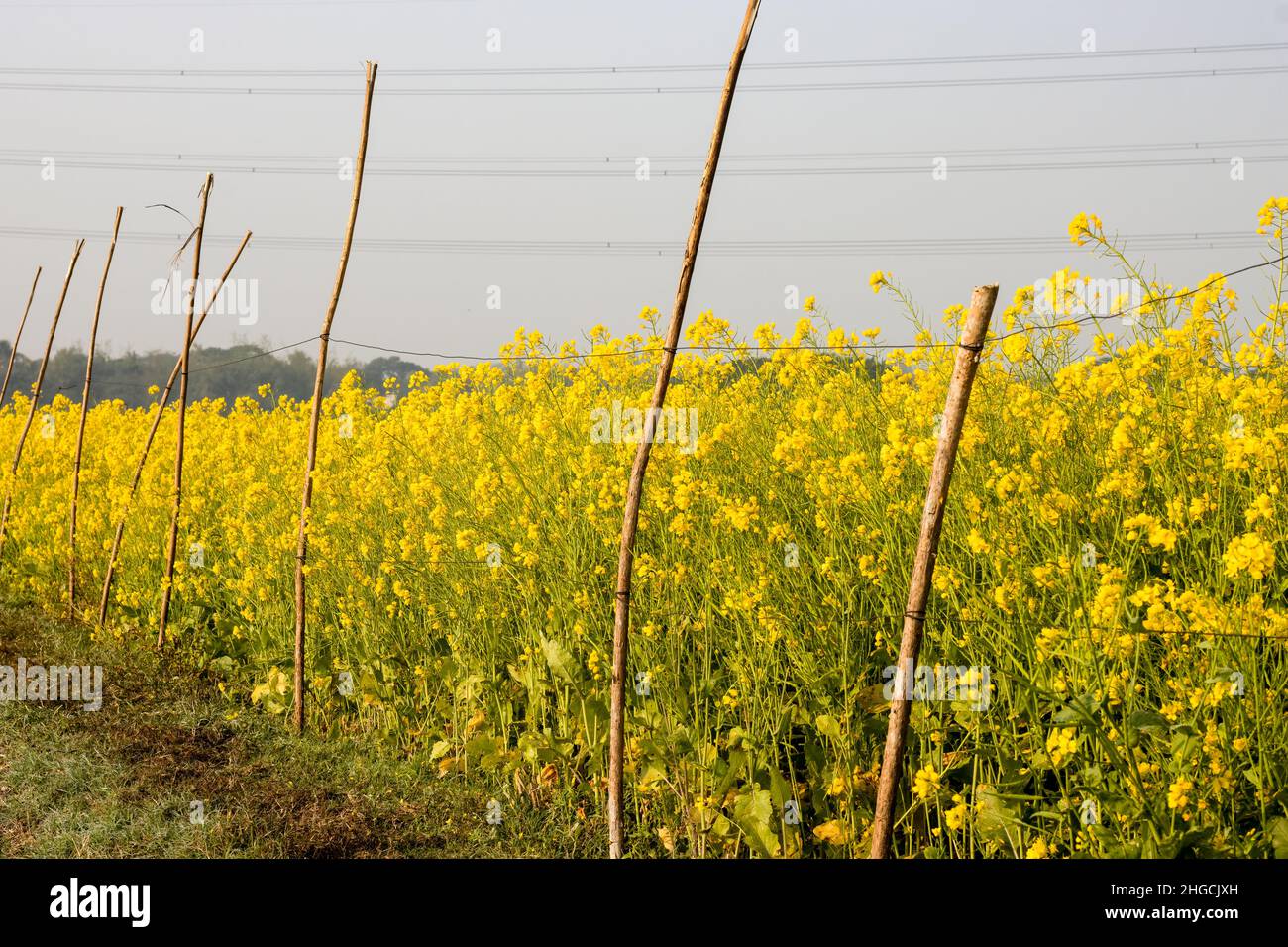 Fog and mustard field hi-res stock photography and images - Alamy