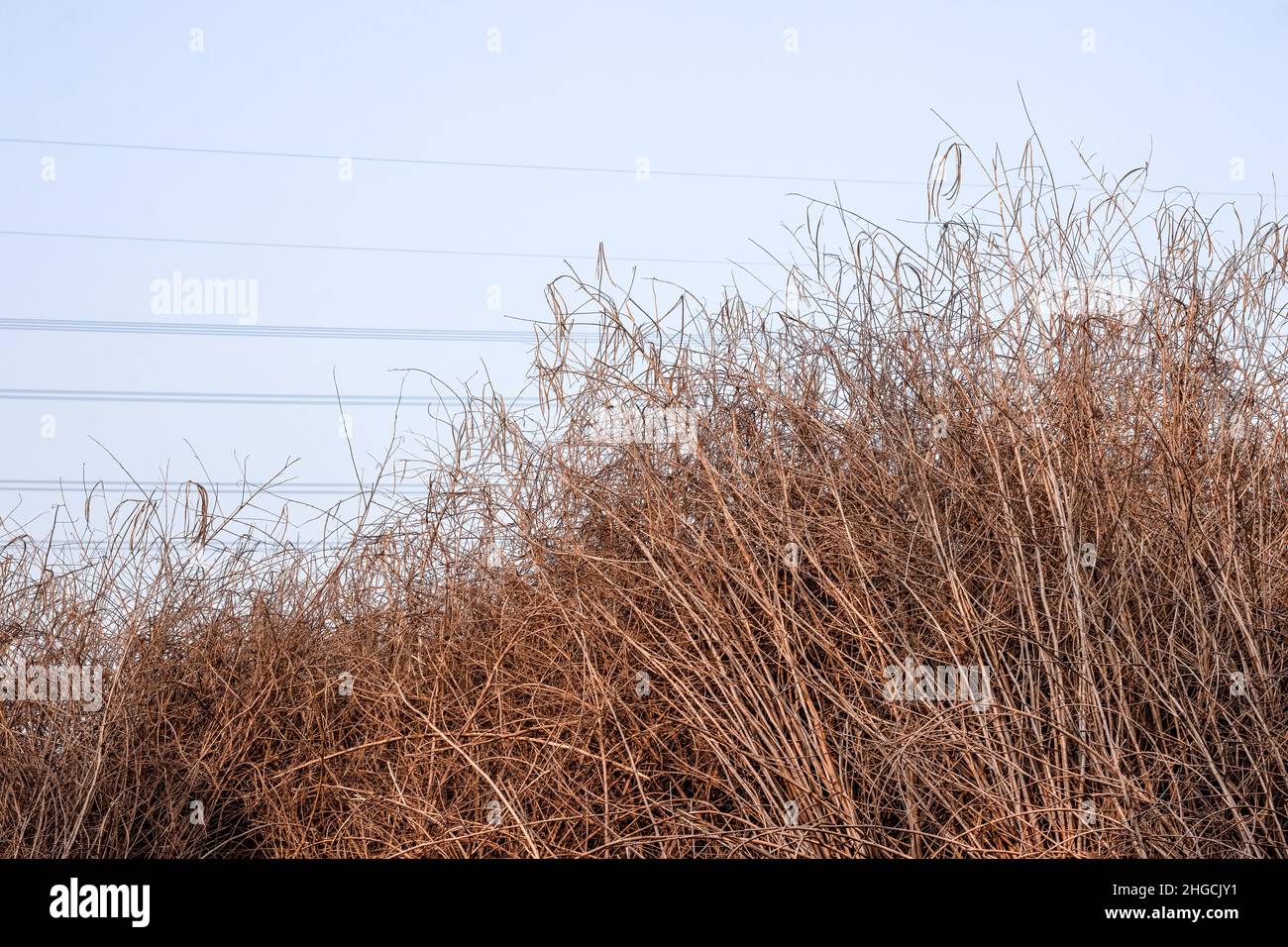 Dried sesbania or dhaincha plant piled under the foggy sky in the ...