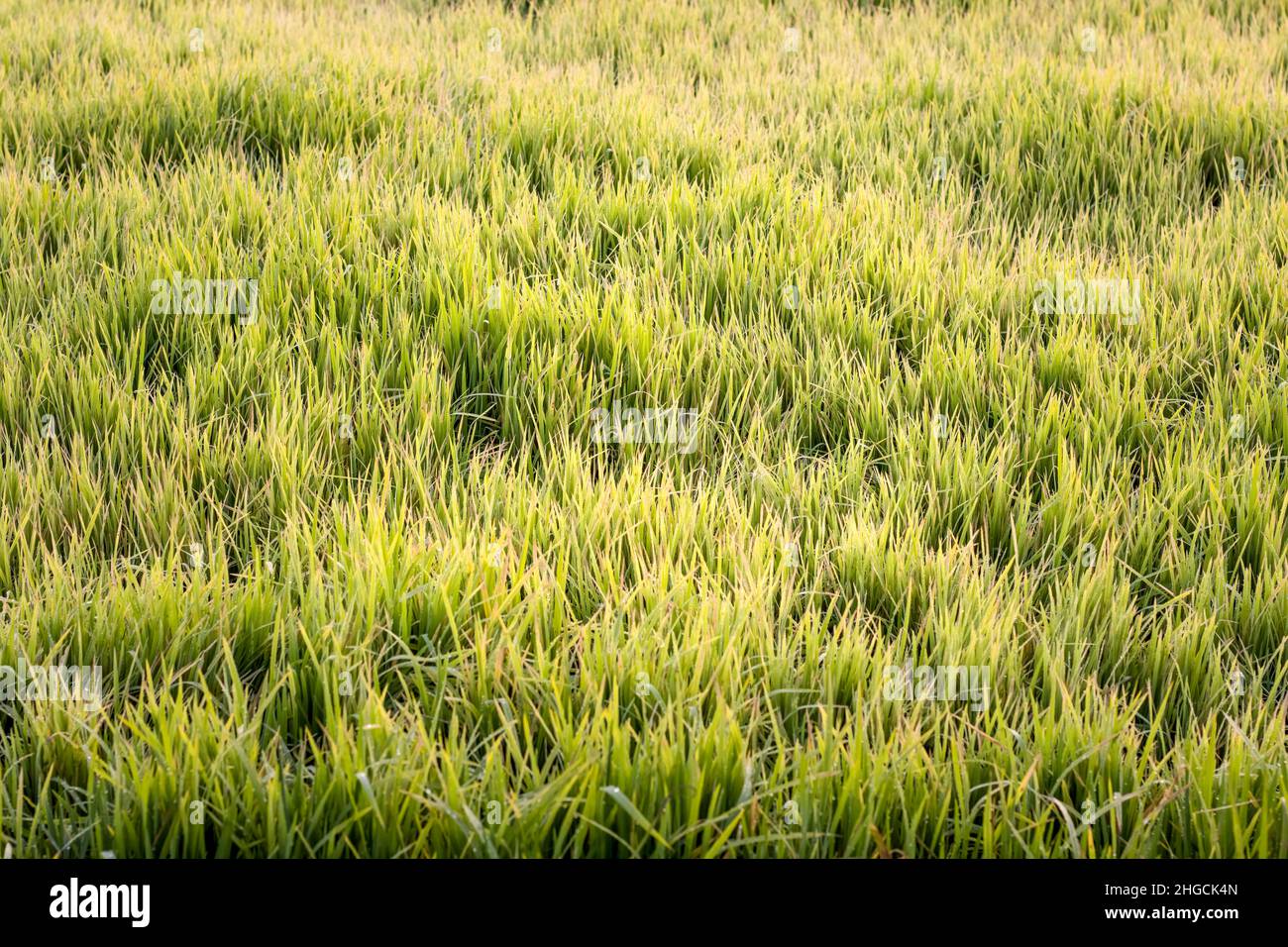 Young growing rice plant on an agricultural farm close up top view in ...