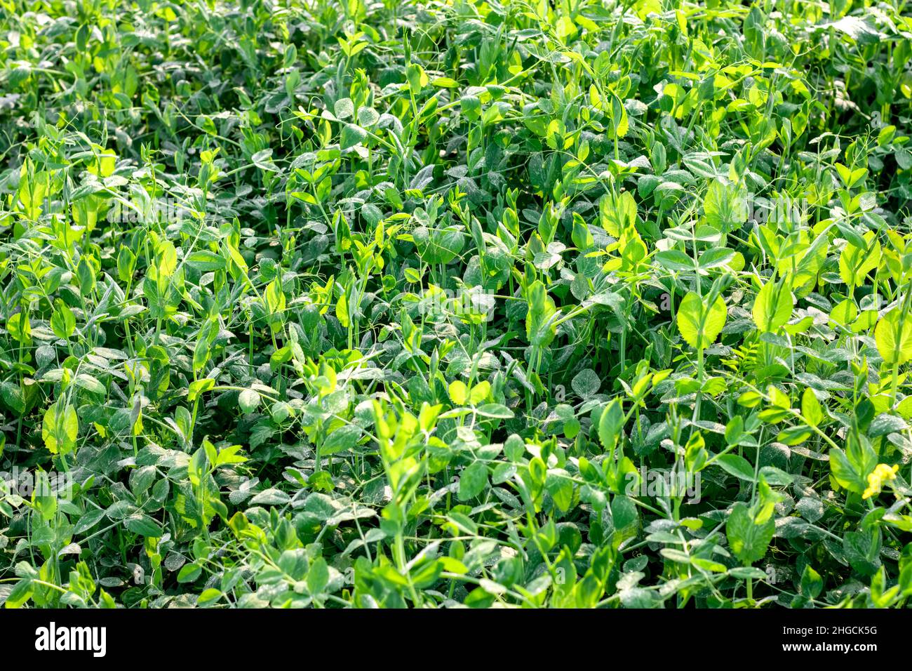 Growing young pea plants on an agricultural field close up shot Stock ...