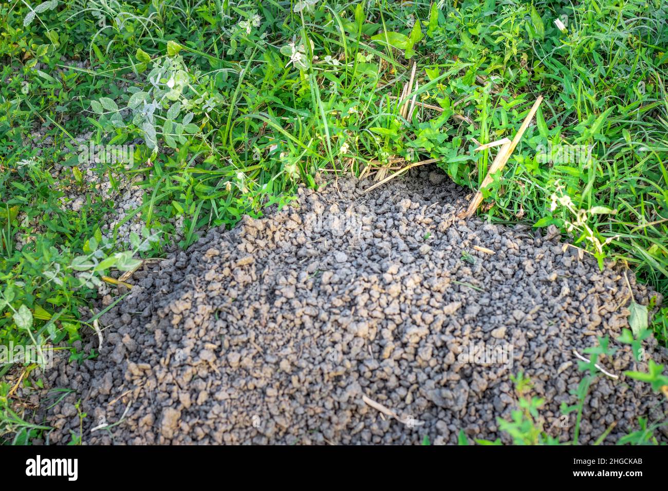 A rat cave beside the agricultural land close up shot Stock Photo - Alamy