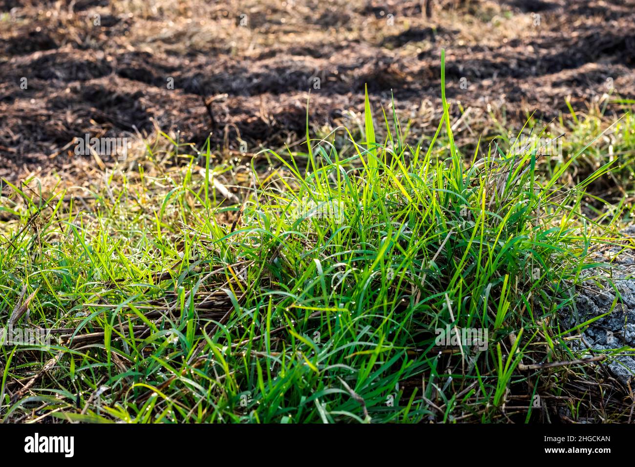 Growing fresh green grasses beside the burnt straw land close up shot ...