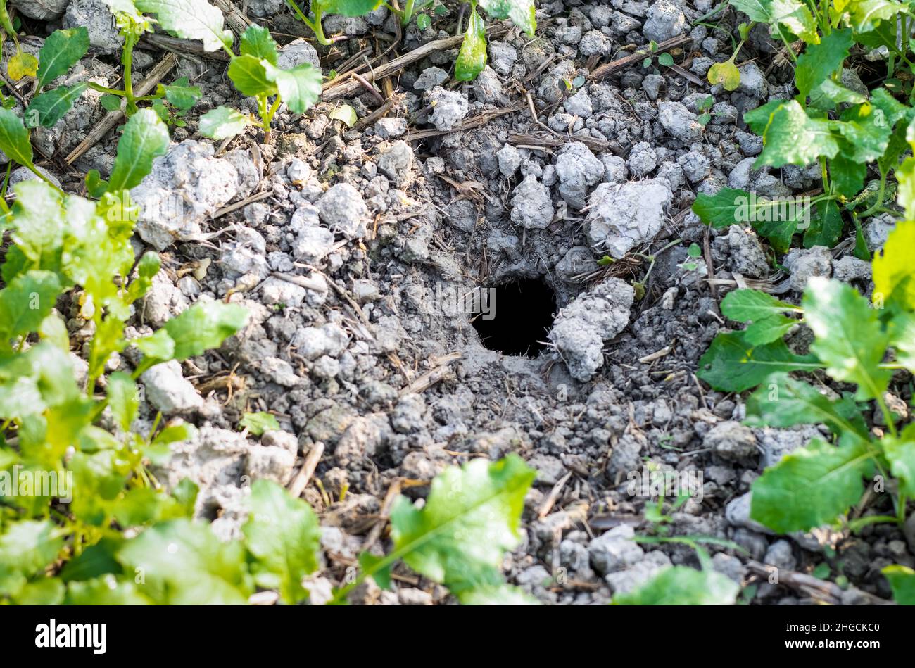 Rat dug a tunnel on a mustard field close up shot Stock Photo - Alamy