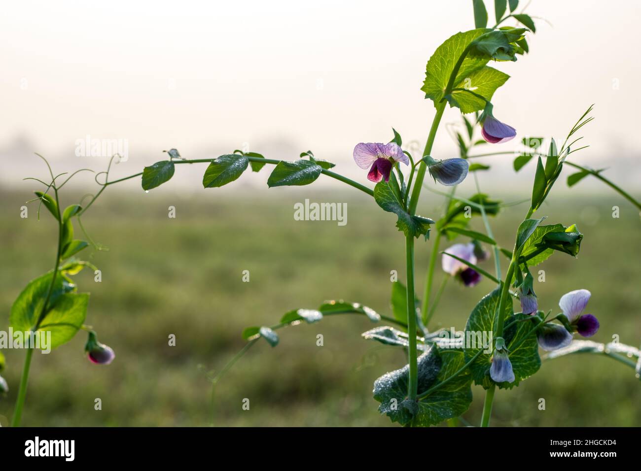 Organic fresh pea plants inside of an agricultural farm in the foggy ...