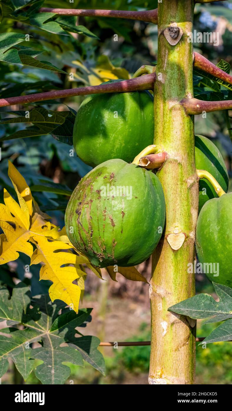 Organic fresh green papaya growing on the tree inside of an ...