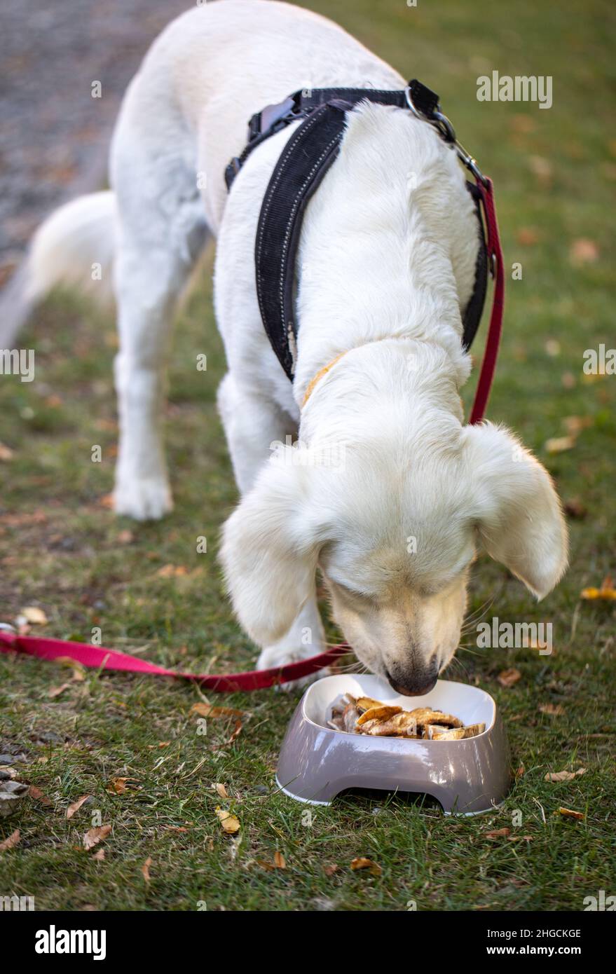 Grilled pork ears in a restaurant with a dog menu Stock Photo - Alamy