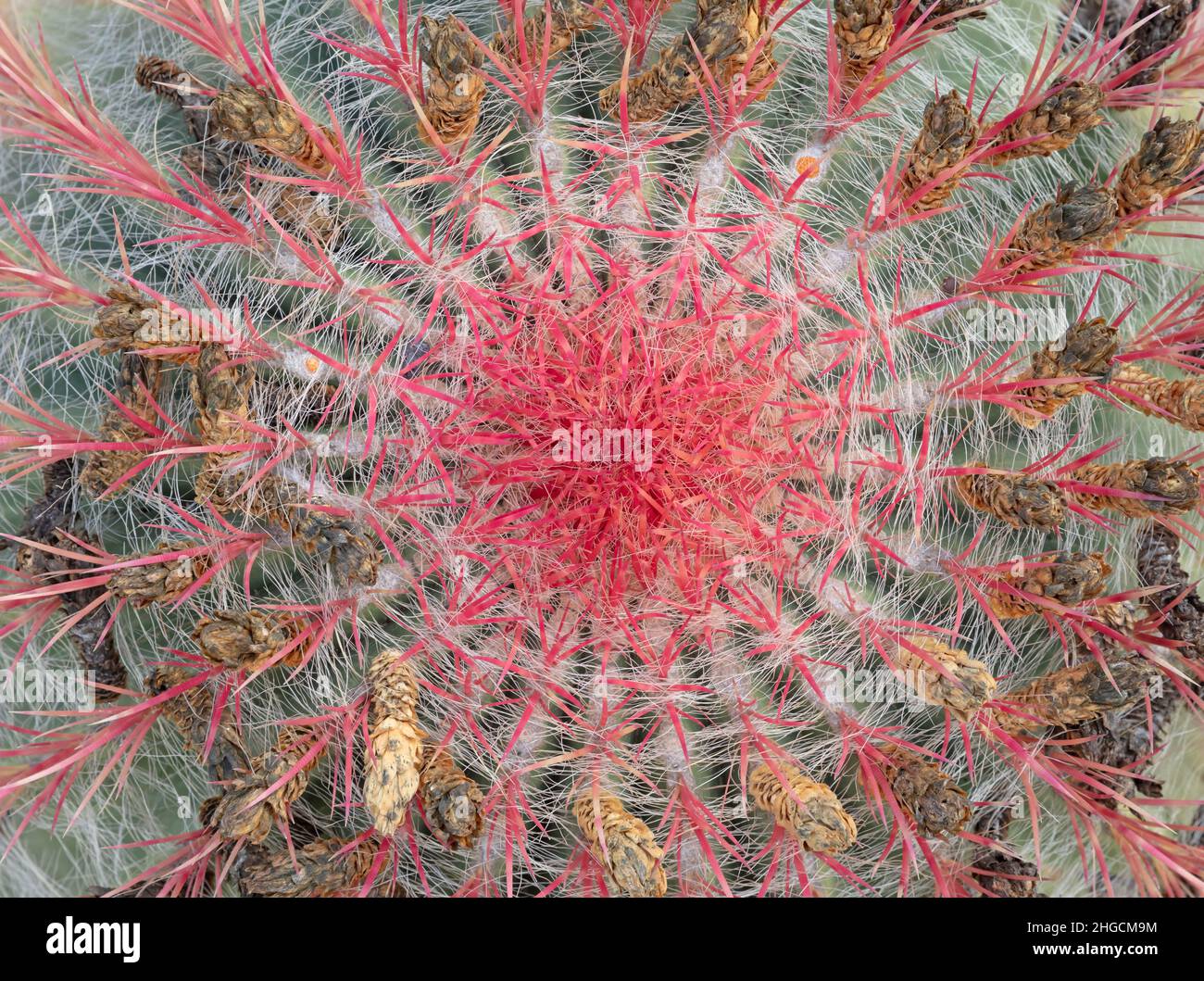 Small red round hi-res stock photography and images - Alamy
