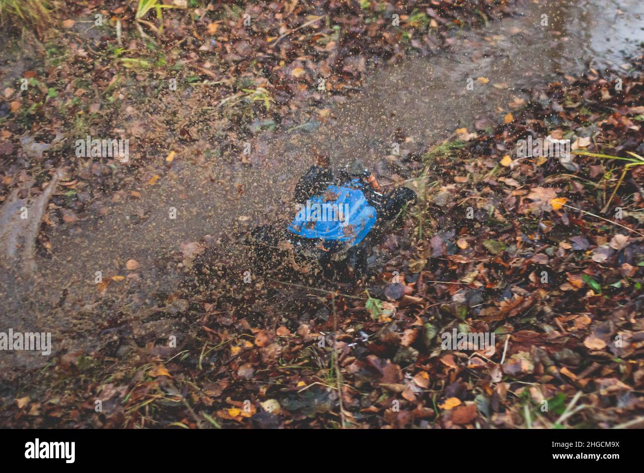 Radio controlled buggies cars race, process of rc wireless model toy ...