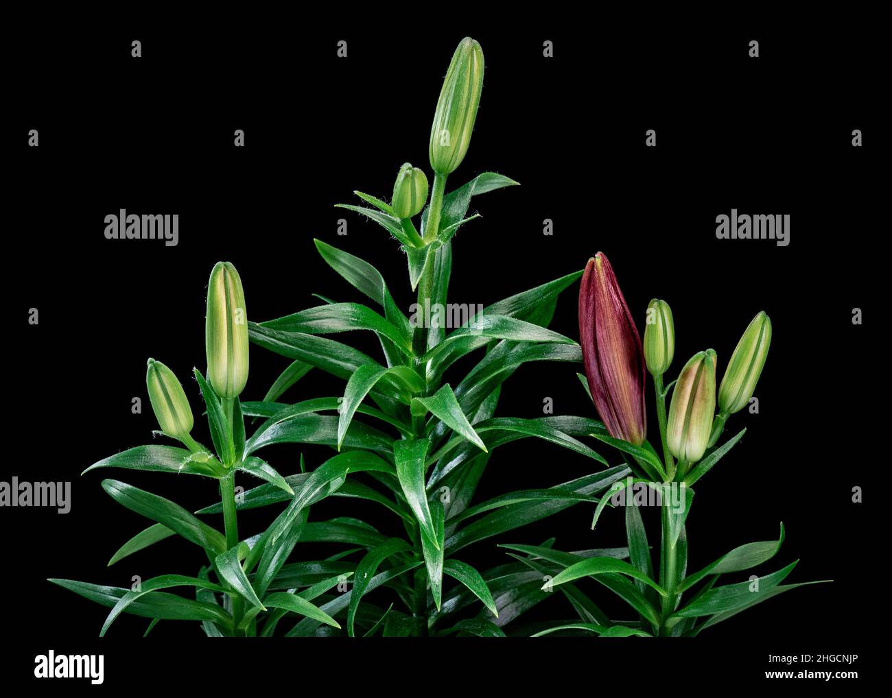 Blooming red Lily flower. Beautiful Lily opening up. Blossom big ...