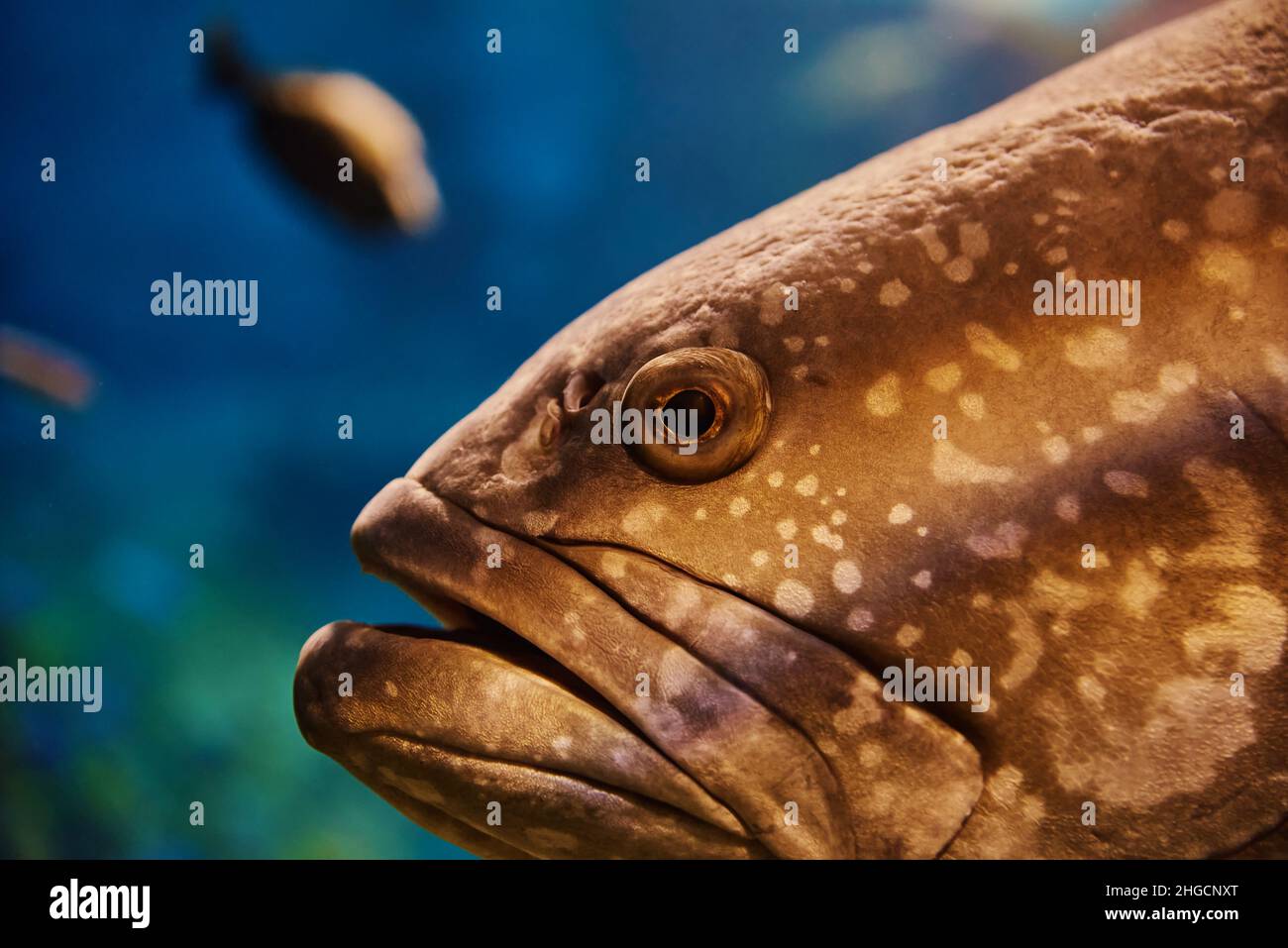 Grouper fish in the deep under water, sea fish in zoo aquarium, close ...