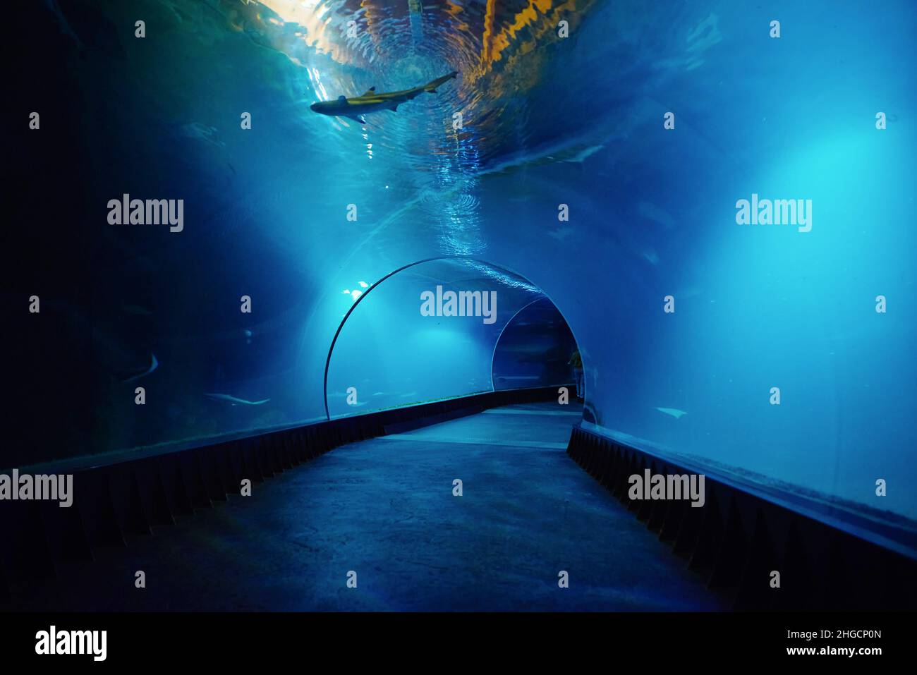 Underwater oceanarium tunnel in Wroclaw zoo, touristic attraction Stock ...