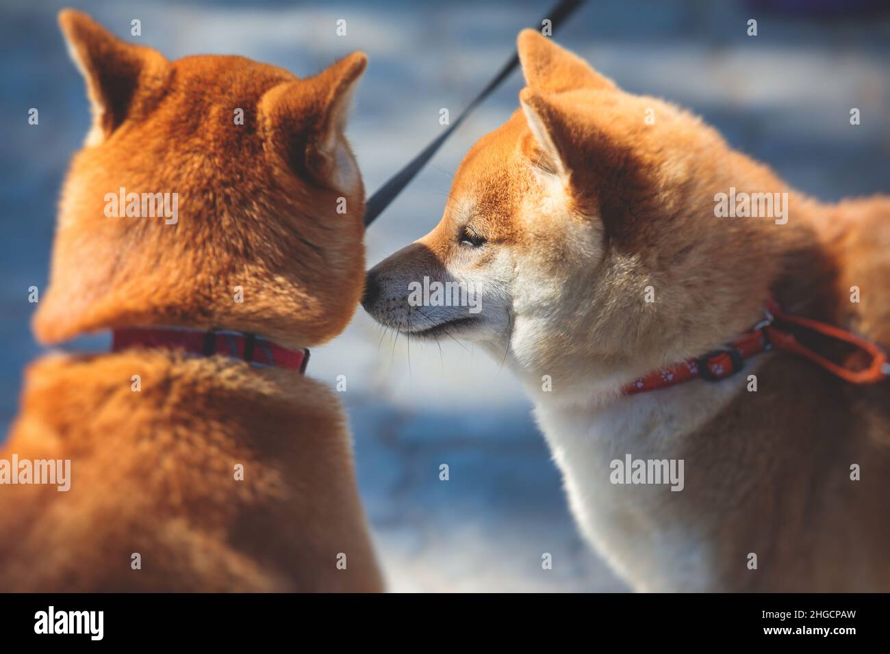 Shiba inu Japanese dog, beautiful portrait of two red grown adult siba ...