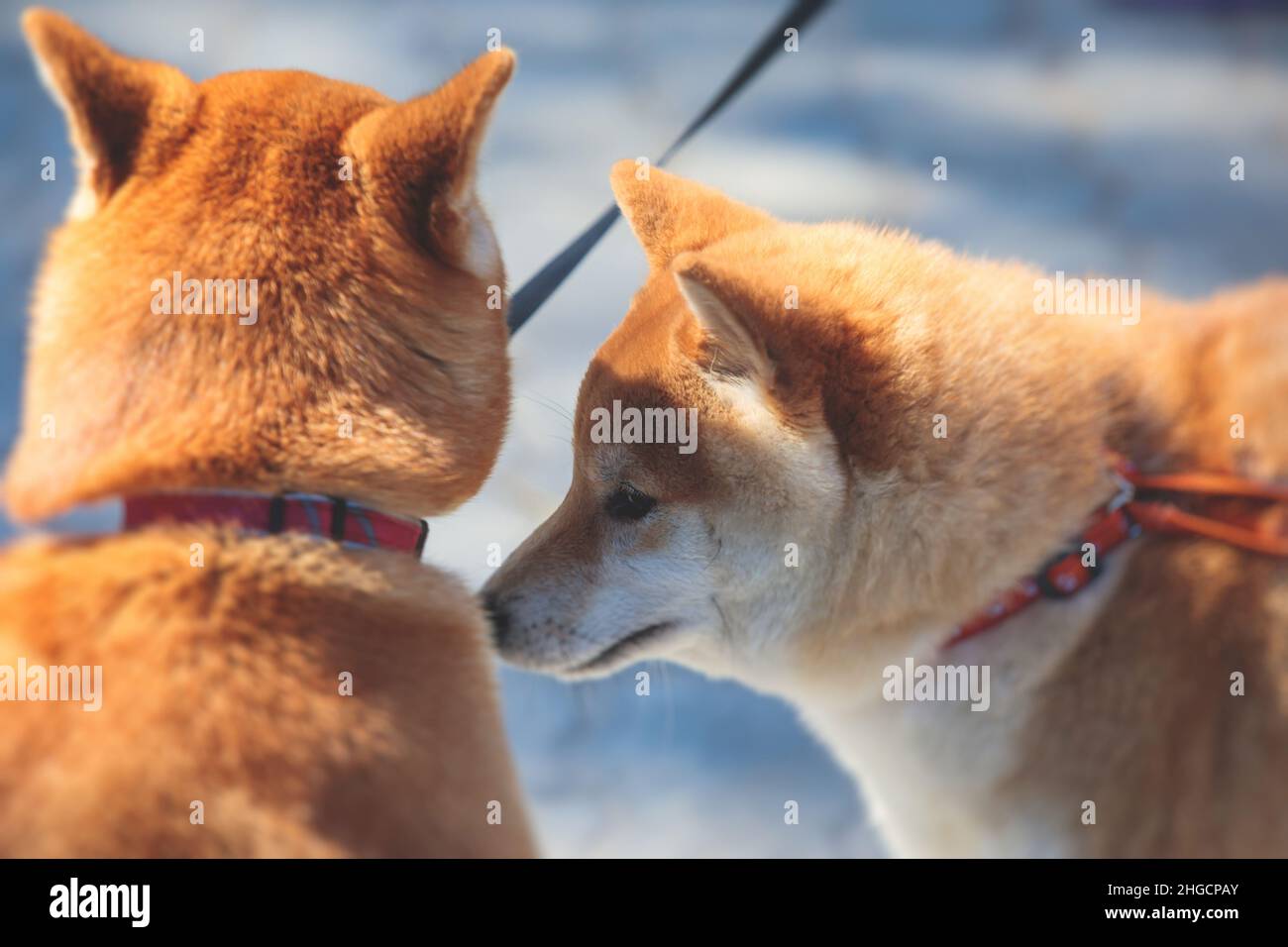 Shiba inu Japanese dog, beautiful portrait of two red grown adult siba ...