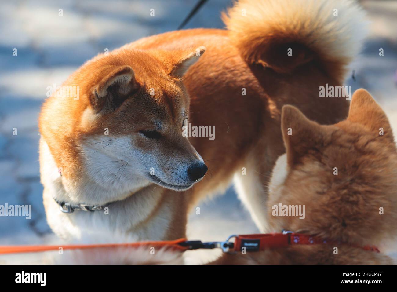 Shiba inu Japanese dog, beautiful portrait of two red grown adult siba ...