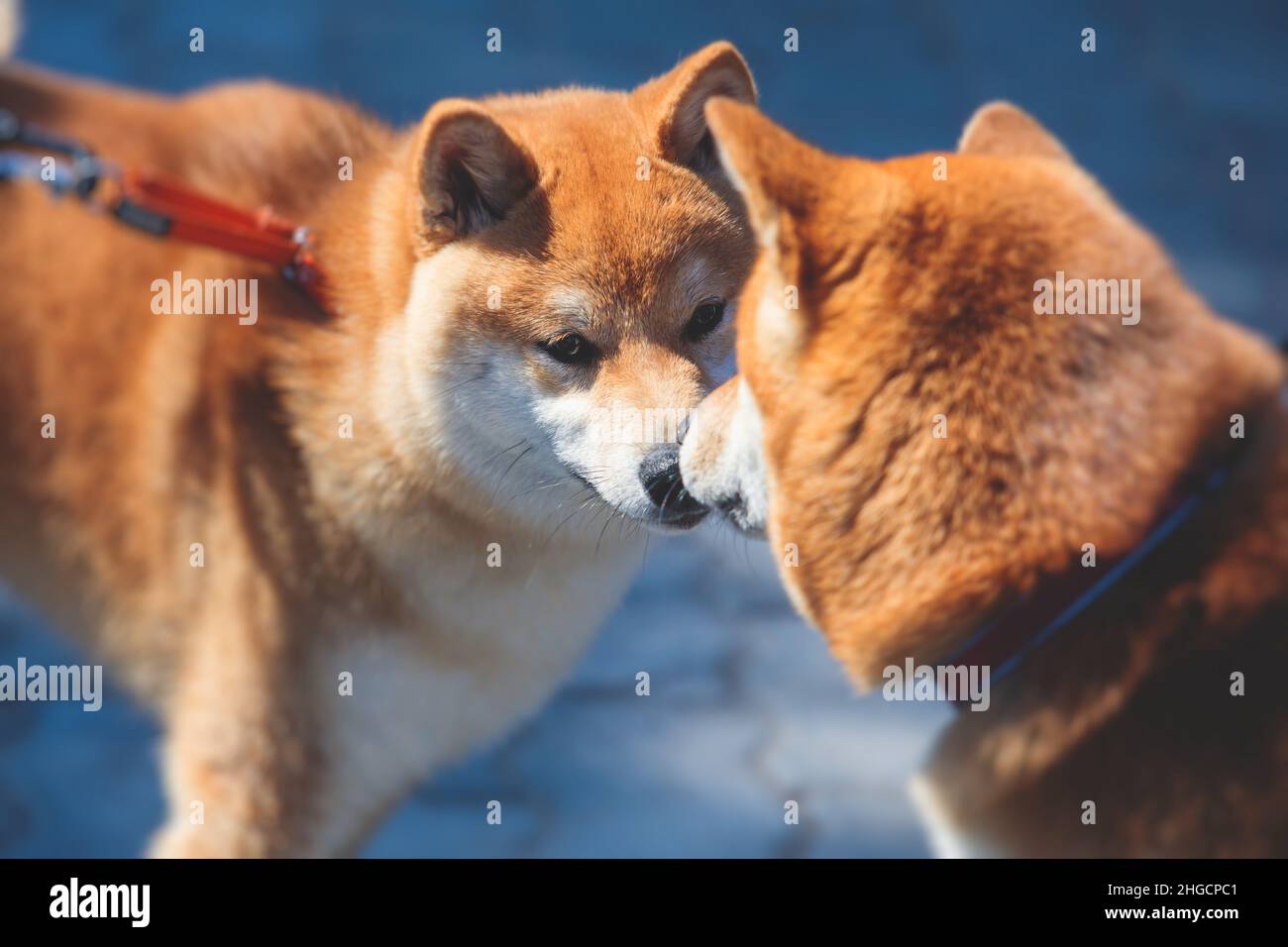 Shiba inu Japanese dog, beautiful portrait of two red grown adult siba ...
