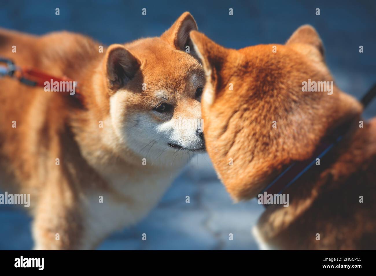 Shiba inu Japanese dog, beautiful portrait of two red grown adult siba ...