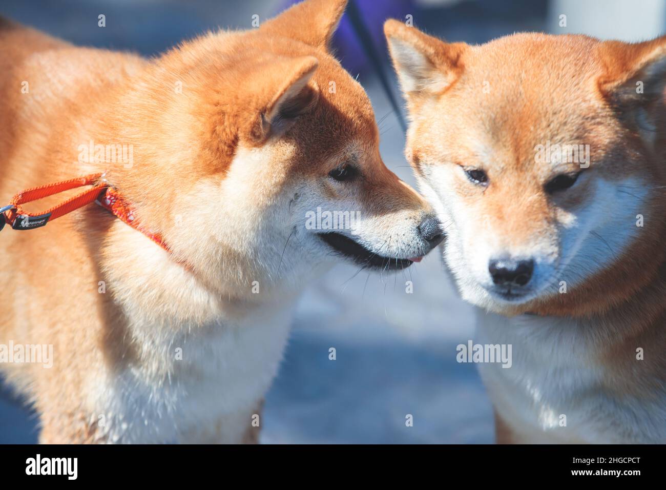 Shiba inu Japanese dog, beautiful portrait of two red grown adult siba ...