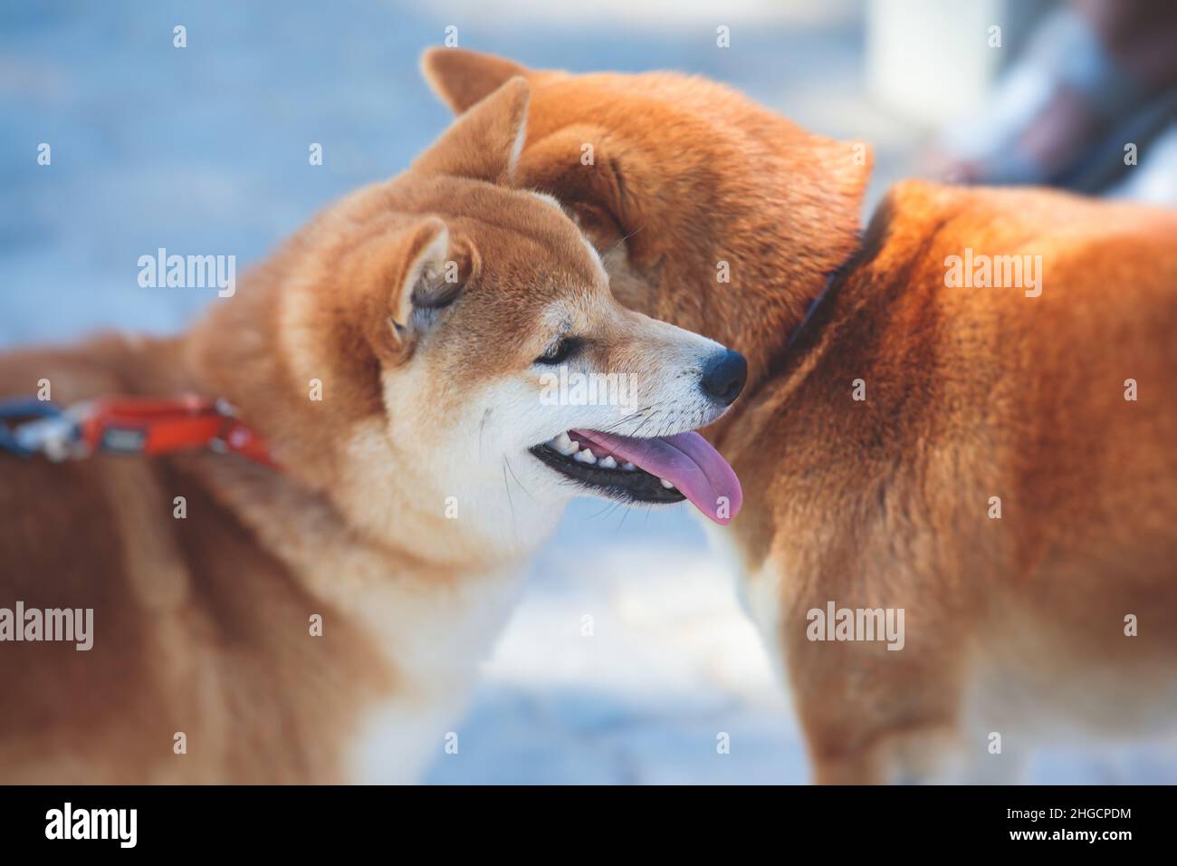 Shiba inu Japanese dog, beautiful portrait of two red grown adult siba ...