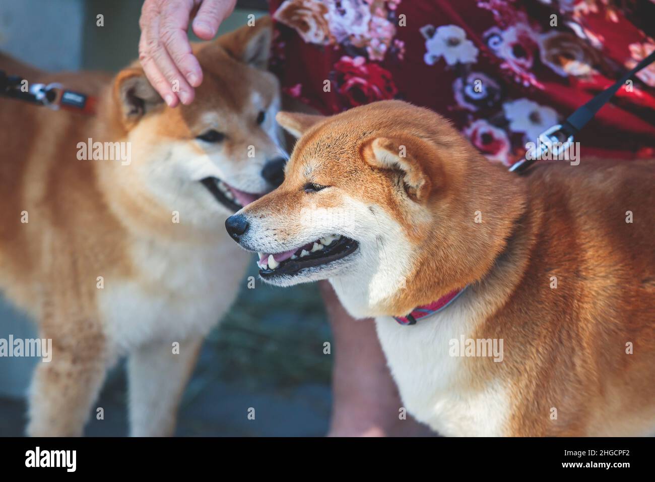 Shiba inu Japanese dog, beautiful portrait of two red grown adult siba ...