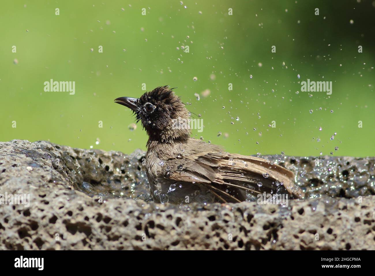 White-spectacled Bulbul (Pycnonotus xanthopygos) bird Stock Photo - Alamy