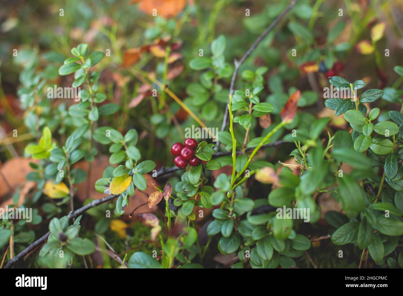 Process of collecting and picking berries in the forest of northern ...