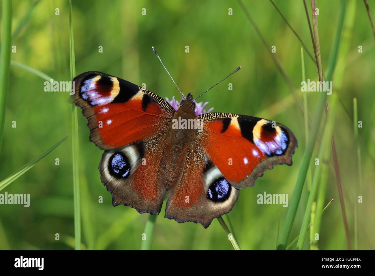 European Peacock (Nymphalis io) butterfly Stock Photo - Alamy