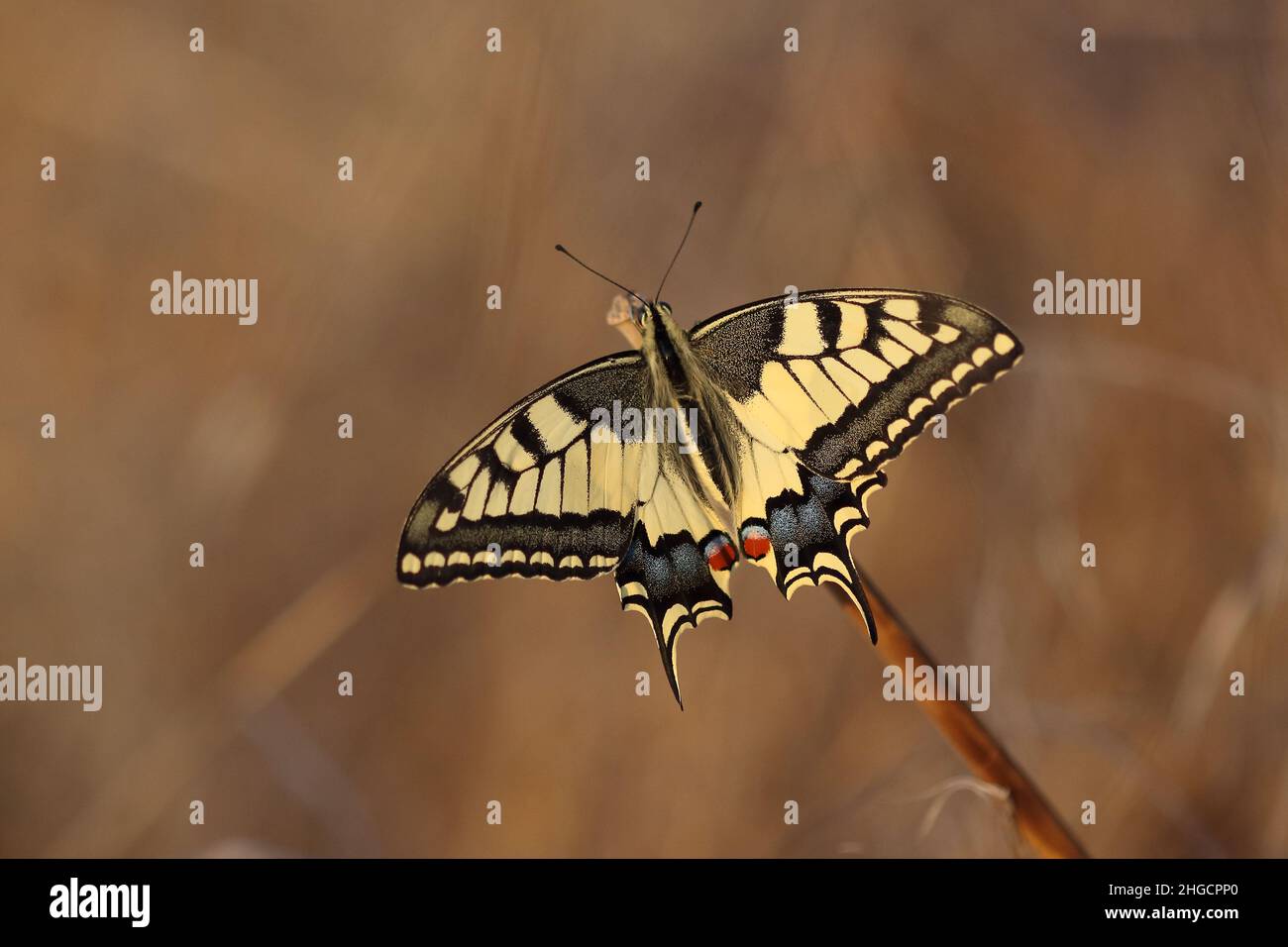 Swallowtail , Common Yellow Swallowtail butterfyl Stock Photo - Alamy
