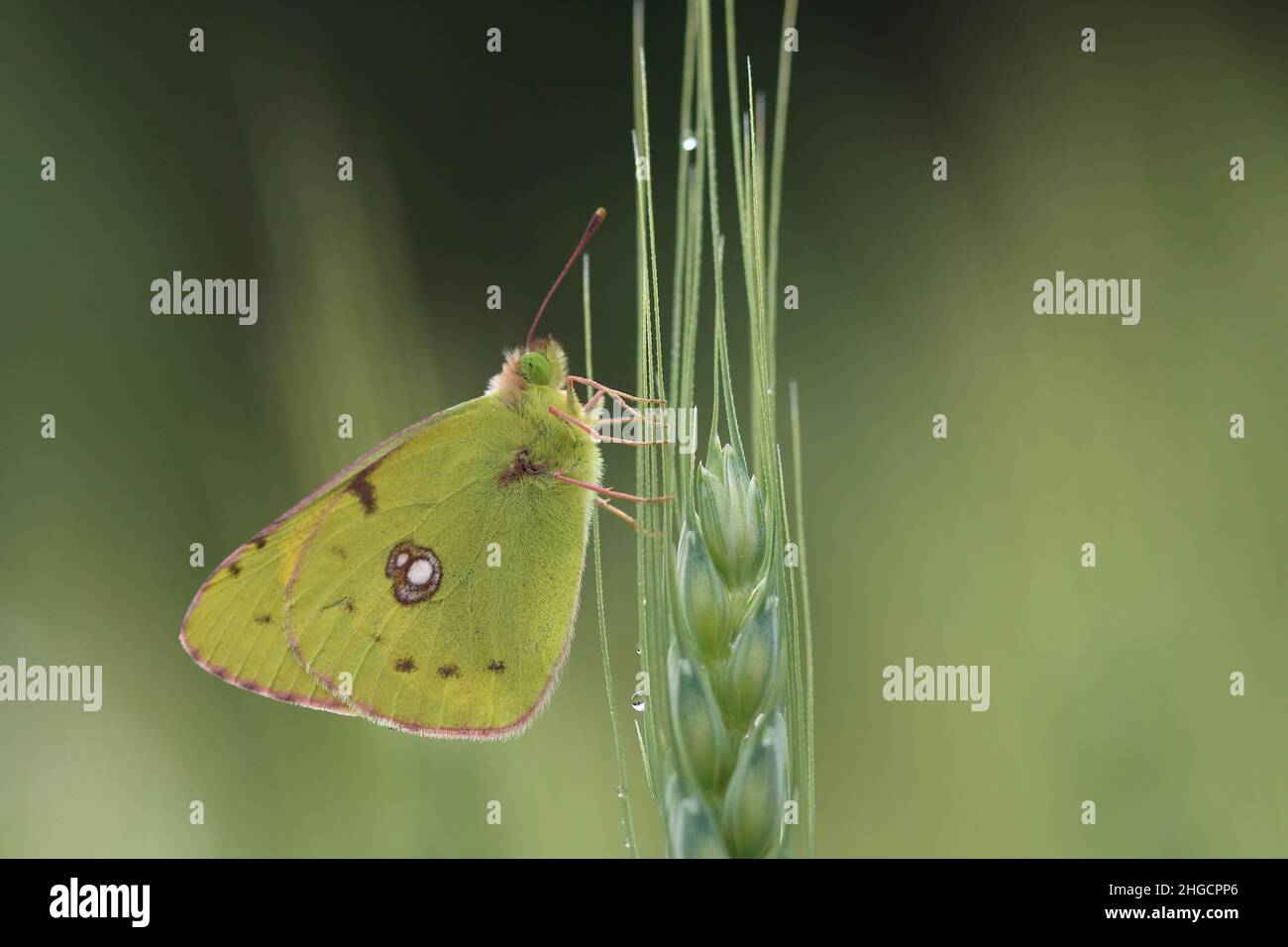 Clouded Yellow (Colias croceus) butterfly Stock Photo - Alamy