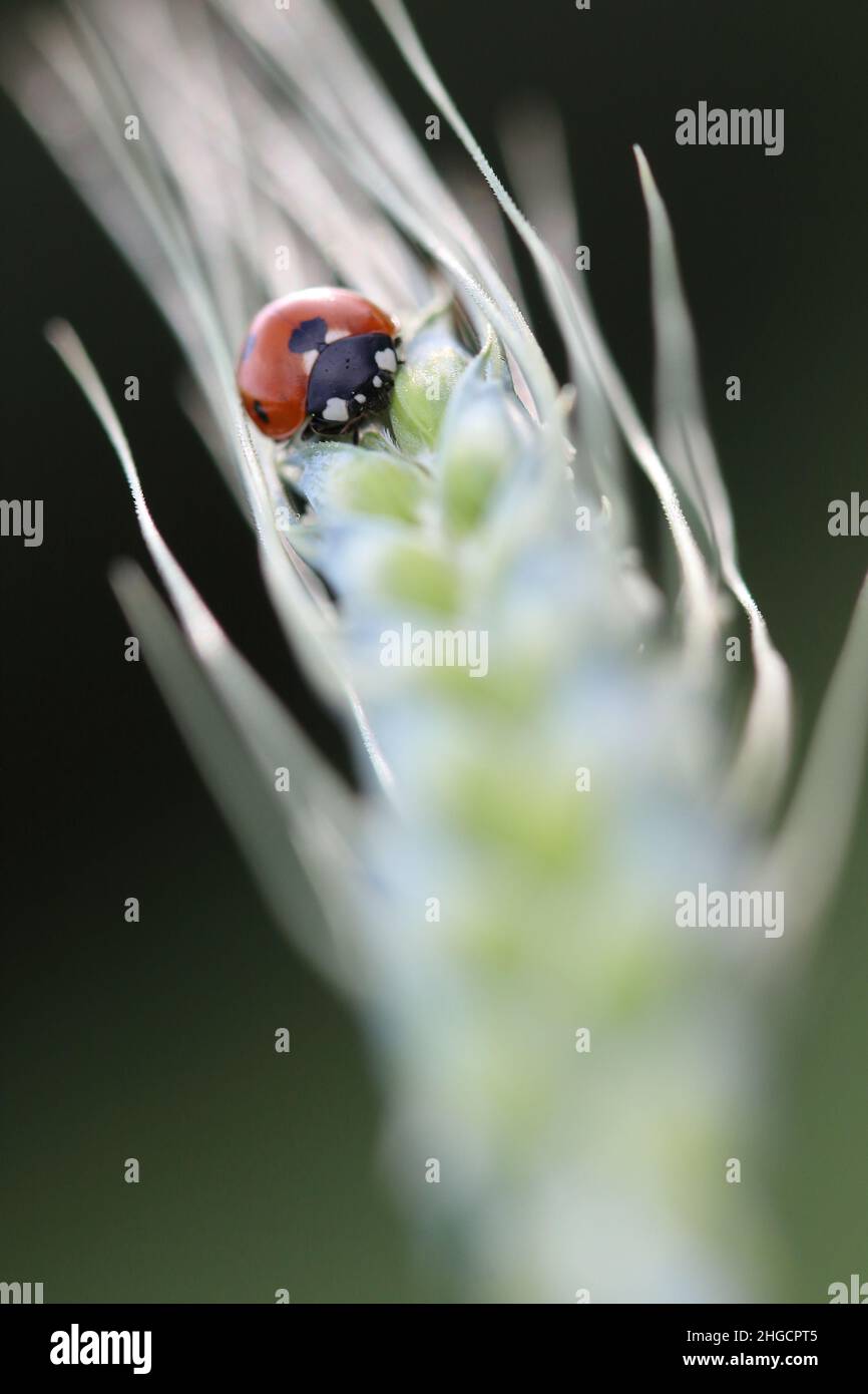 Ladybirds in spring hi-res stock photography and images - Alamy