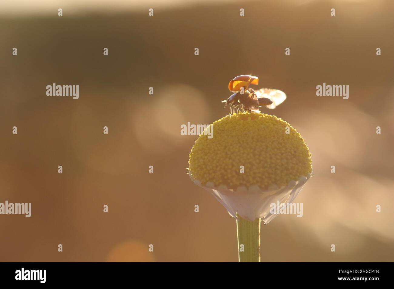 Ladybug species hi-res stock photography and images - Alamy