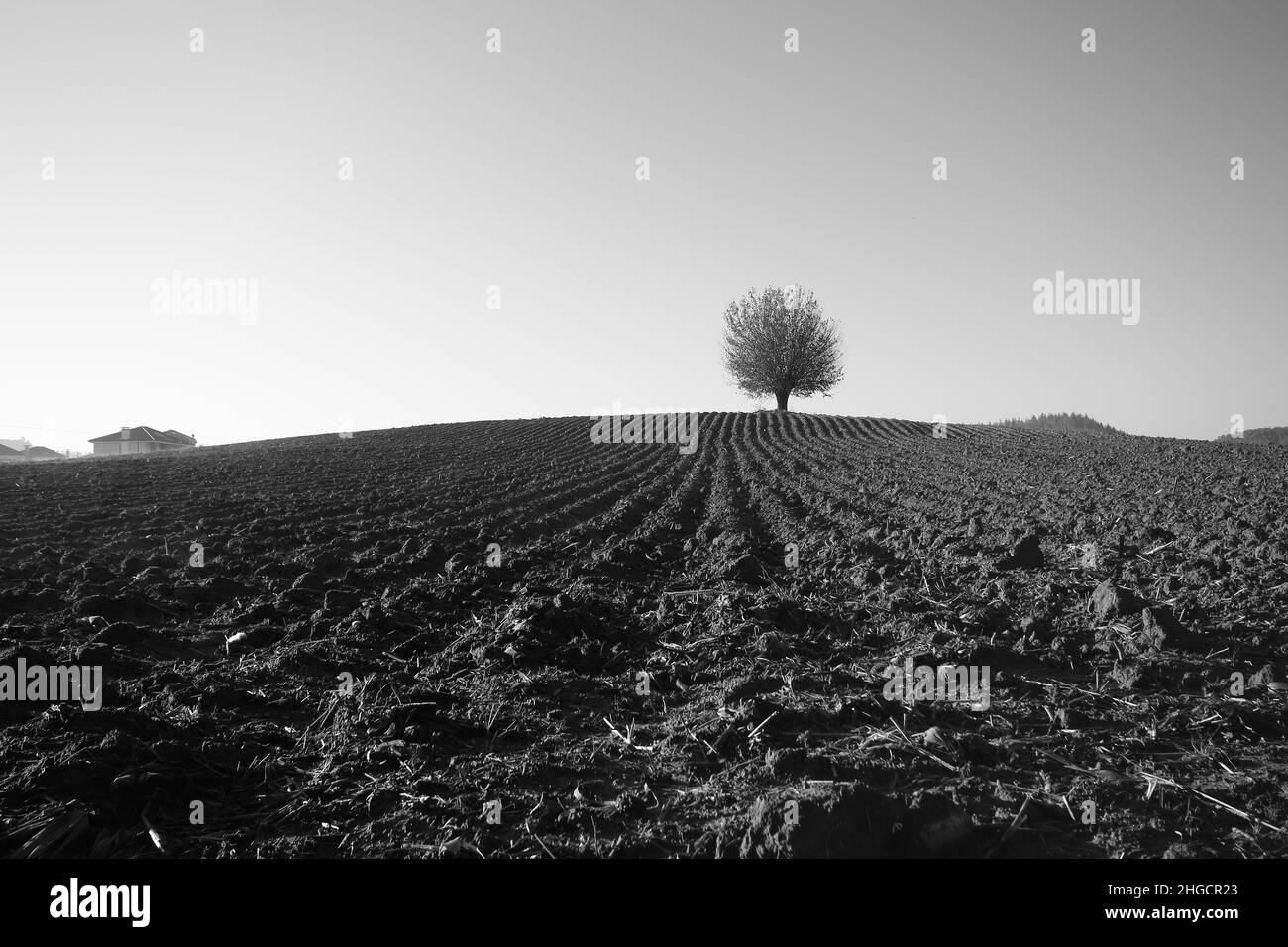 single tree in field Stock Photo - Alamy