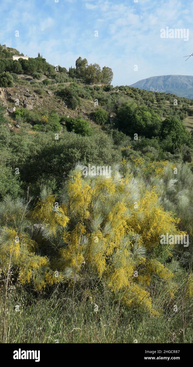 Spindly plant hi-res stock photography and images - Alamy