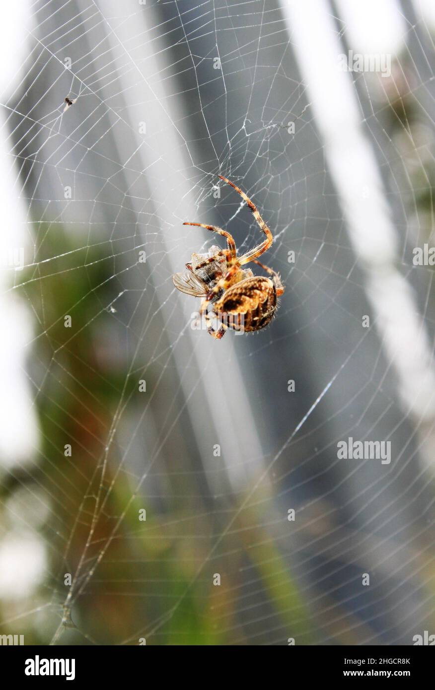 a cross spider in its web seen from below against dark green background ...