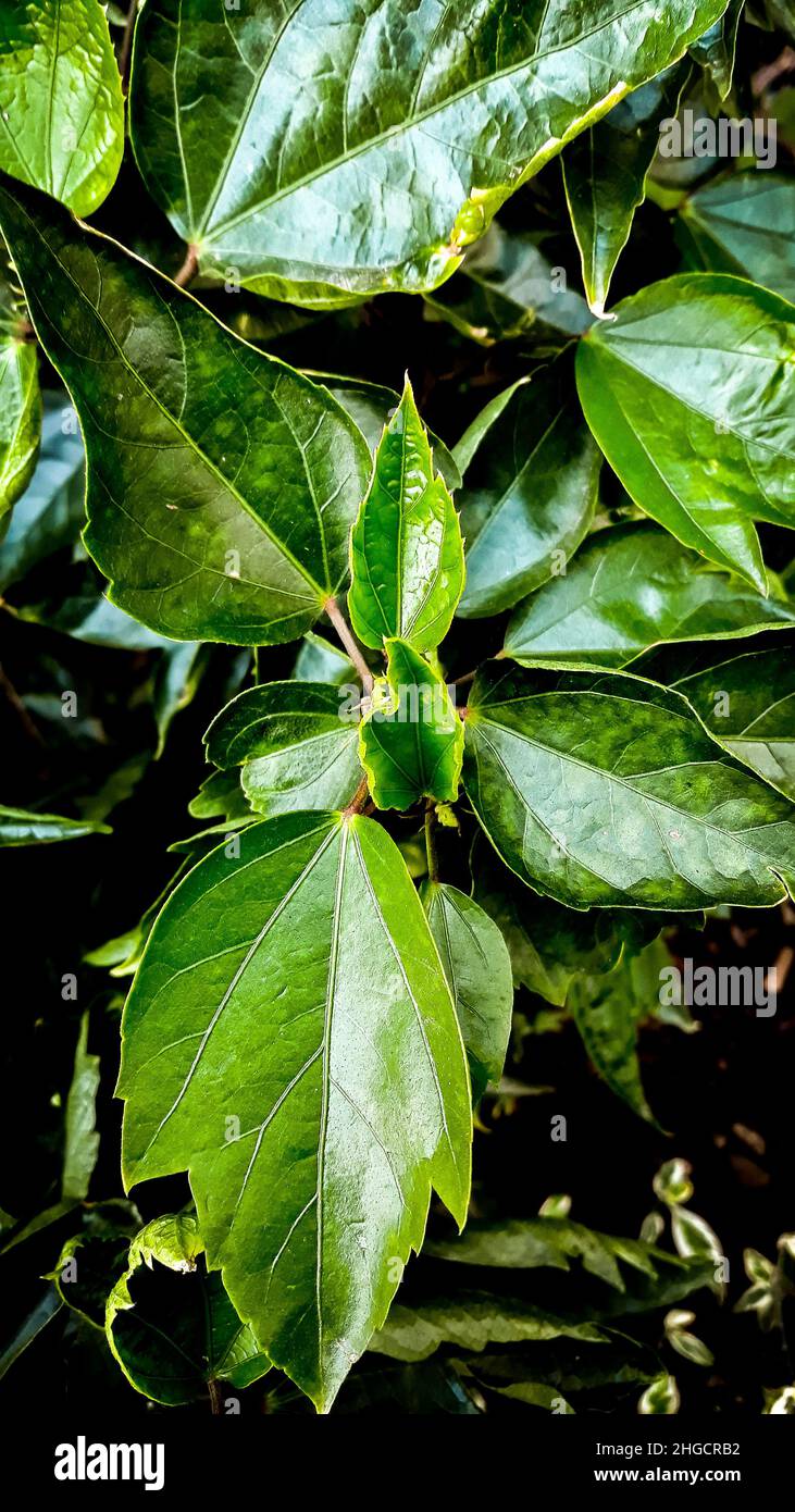 Closeup leaf tropical plant on hi-res stock photography and images - Alamy