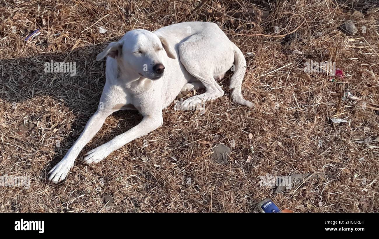 Sitting street dog hi-res stock photography and images - Alamy