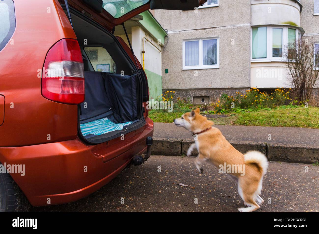 Trained Shiba Inu dog jumping inside the rear trunk of the car ready to ...