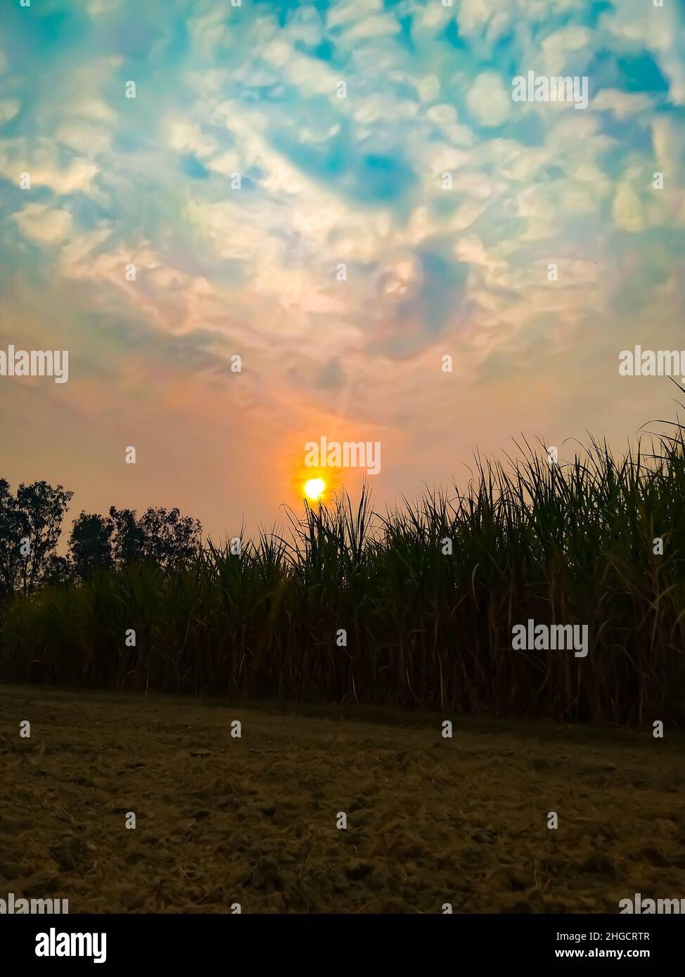 Sunset Behind The Sugarcane Plants Stock Photo - Alamy