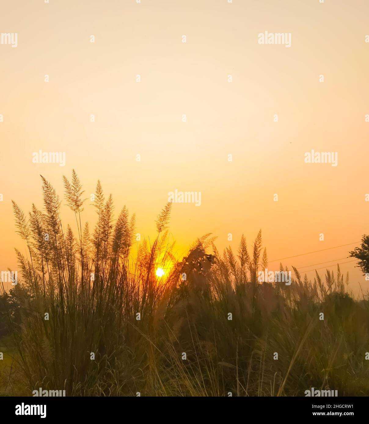Pampas grass field hi-res stock photography and images - Alamy