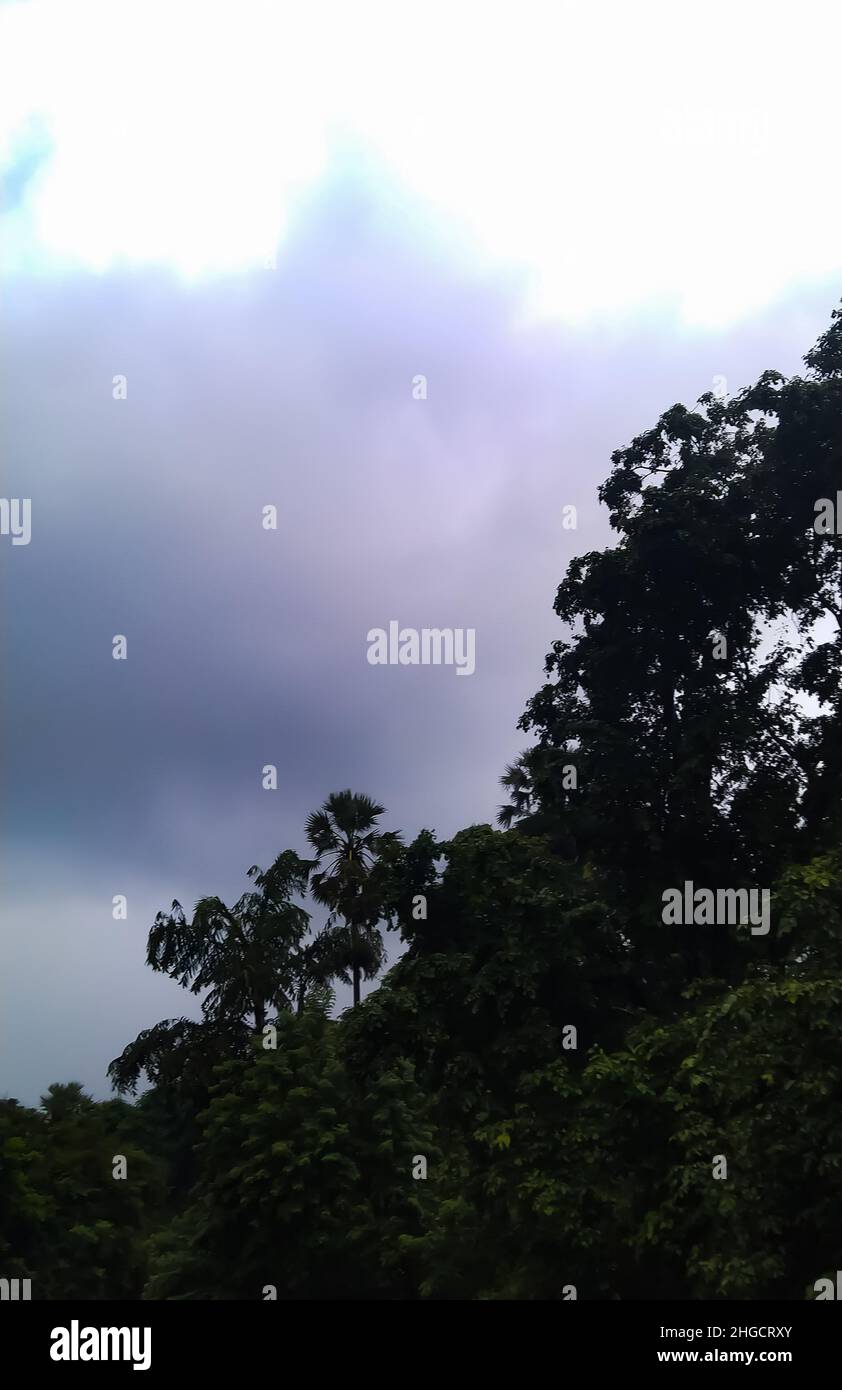 Beautiful trees in dense hi-res stock photography and images - Alamy