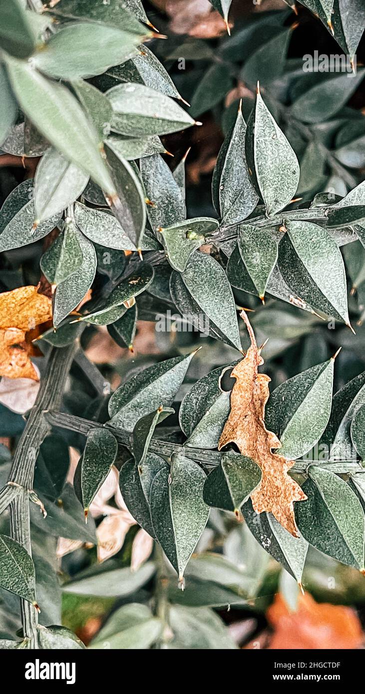 Beautiful vertical backgrounds with autumn leaves and greens Stock ...