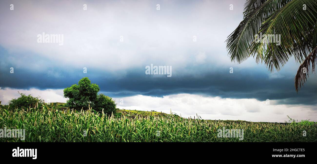 Grass Landscape With Beautiful Nature View Stock Photo - Alamy